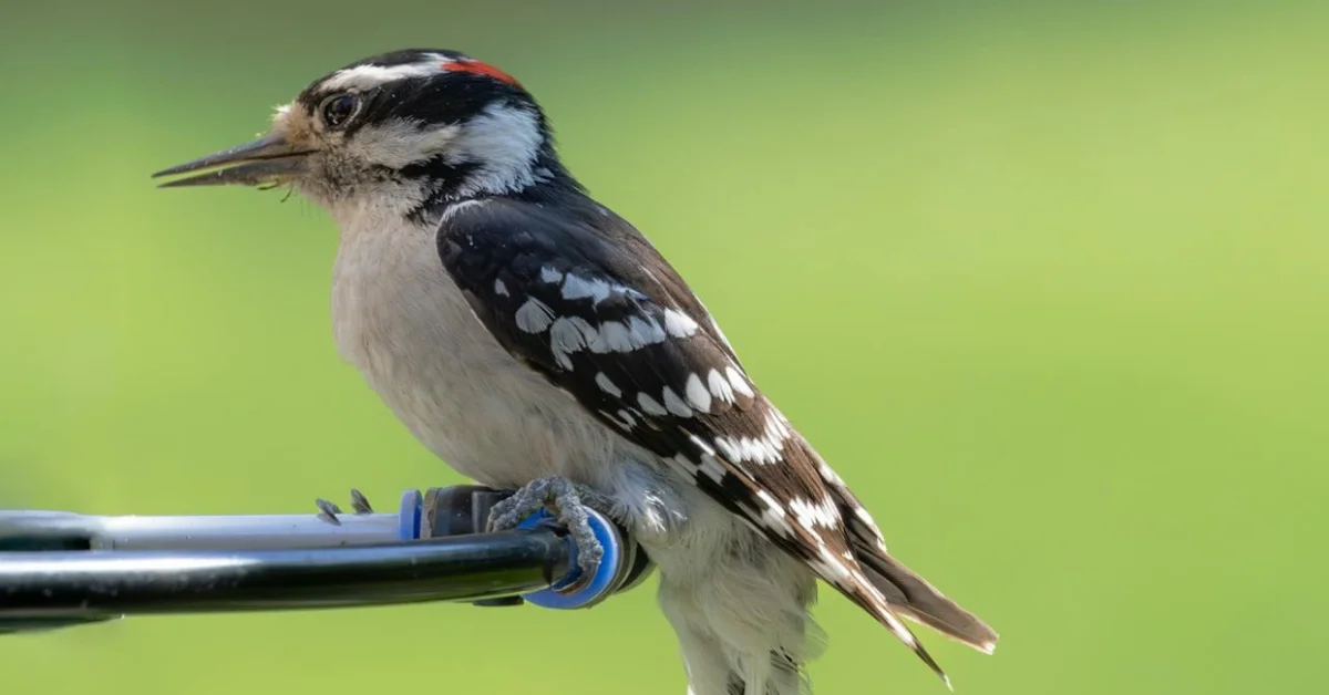 Koala - Facts, Information, Habitat, Diet, & Lifespan