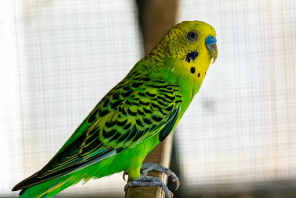 Budgerigar: World’s Most Popular Pet Bird