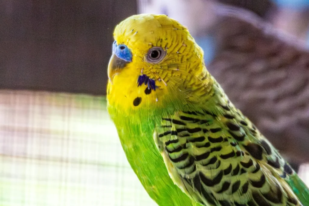 Budgerigar: World’s Most Popular Pet Bird