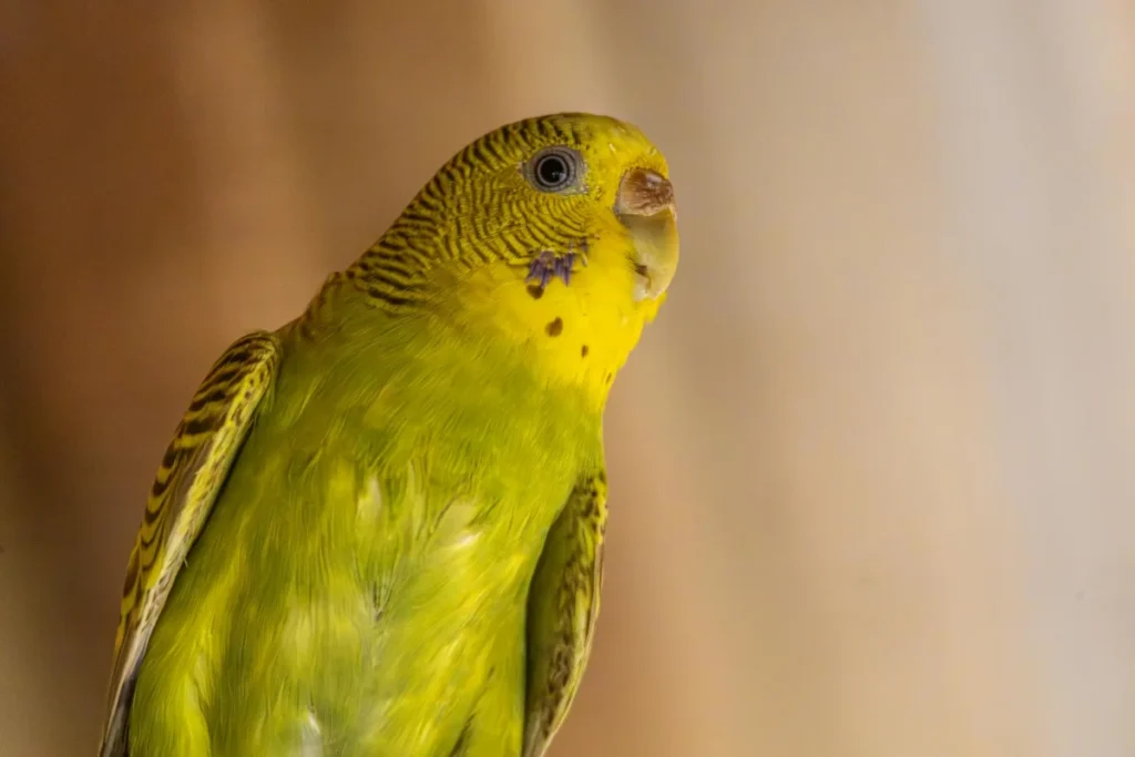 Budgerigar: World’s Most Popular Pet Bird