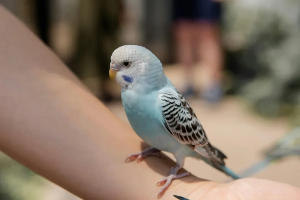 Budgerigar: World’s Most Popular Pet Bird