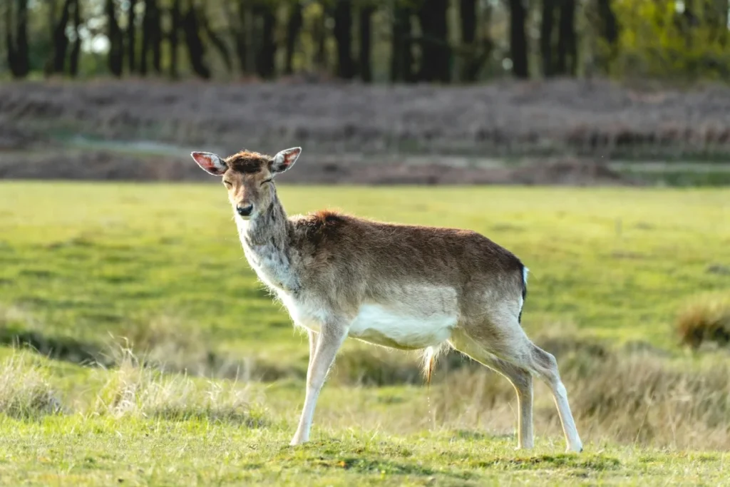 Fallow Deer