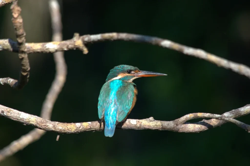 Kingfisher
