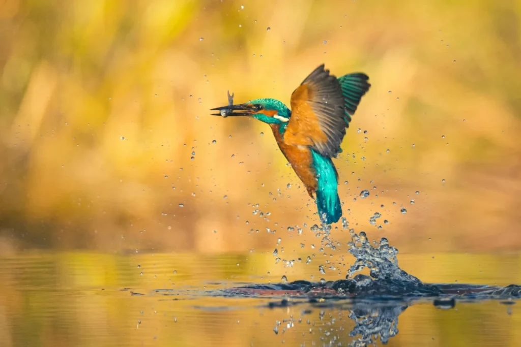 Kingfisher