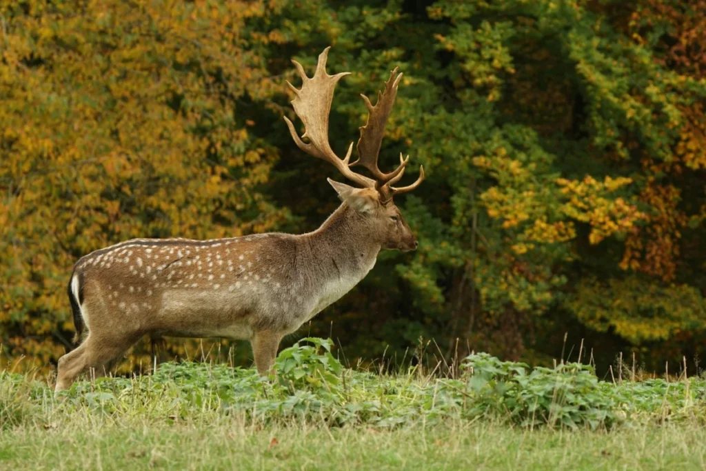 Fallow Deer